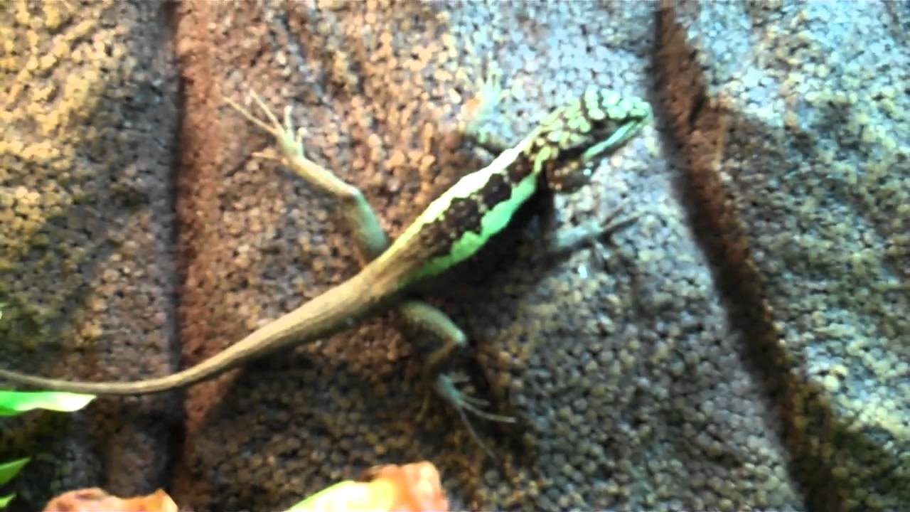 Male Chinese Tree Dragon Neon Dragon lizard Japalura Splendida - YouTube