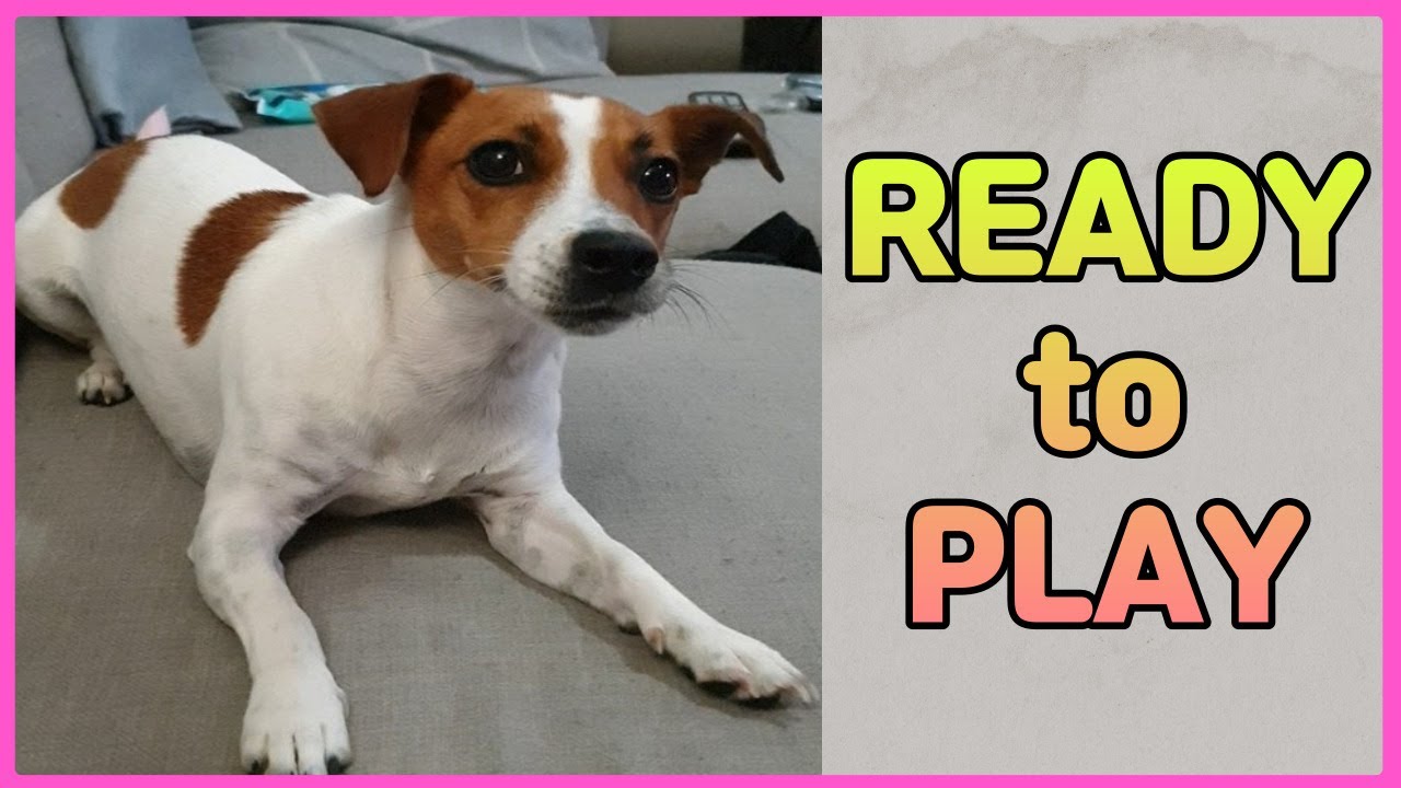 I'm ready 🐶 | Jack Russell Terrier DOGTER COFFEE - YouTube