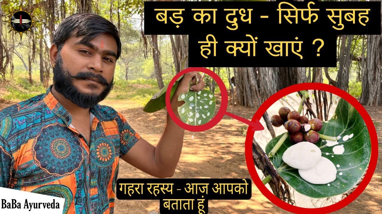 बरगद का दूध सुबह ही क्यों खाए? Bad Ka Dudh Kaise Khaye. How to eat ...