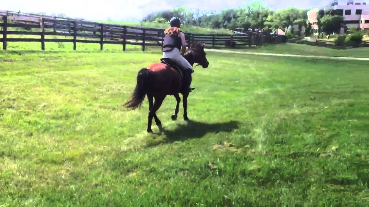 Carley and laddie 2 - YouTube