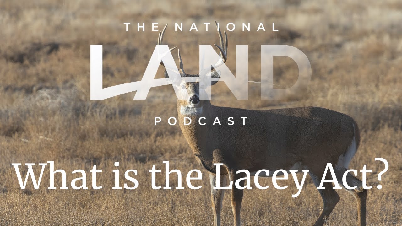 What is the Lacey Act? - YouTube