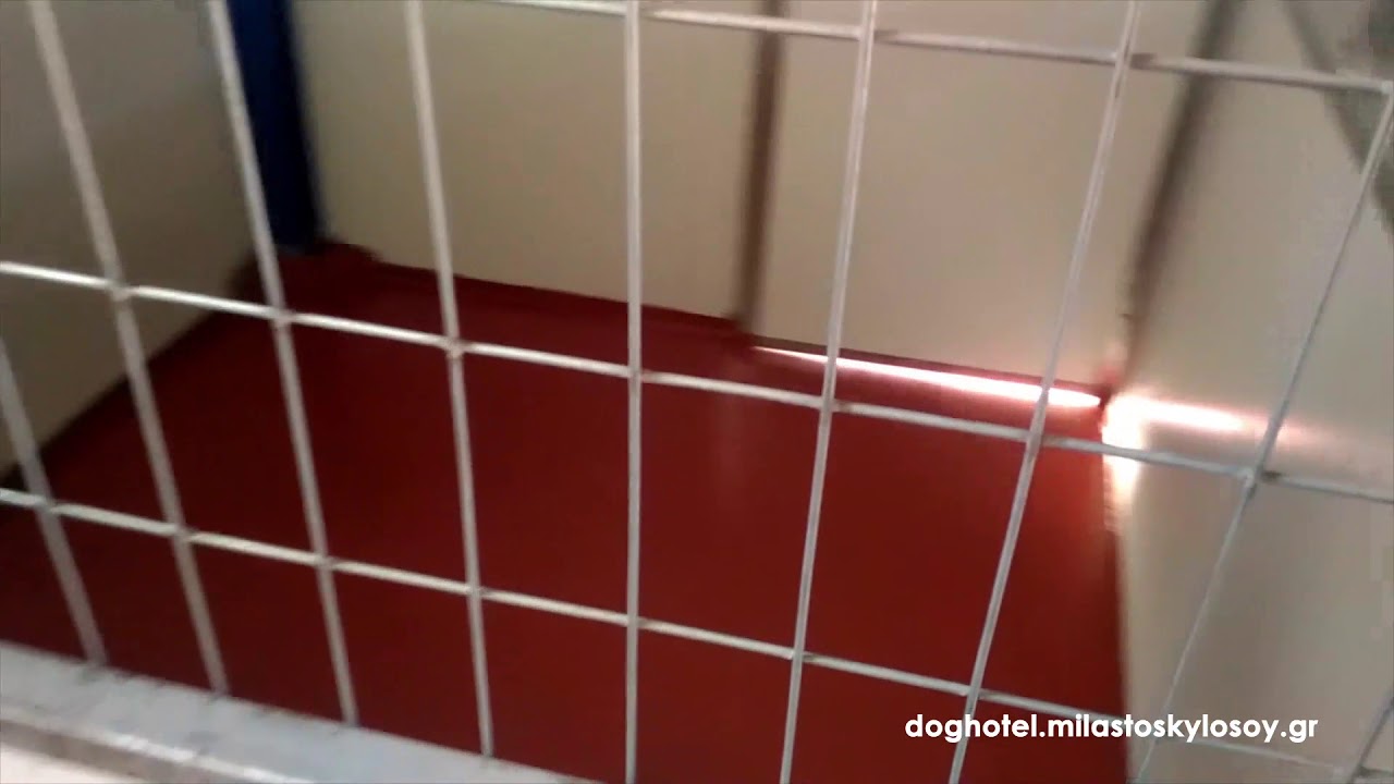 DOG HOTEL - Στα δωμάτια των σκύλων (The dog kennels) - ΜΙΛΑ ΣΤΟ ΣΚΥΛΟ ...