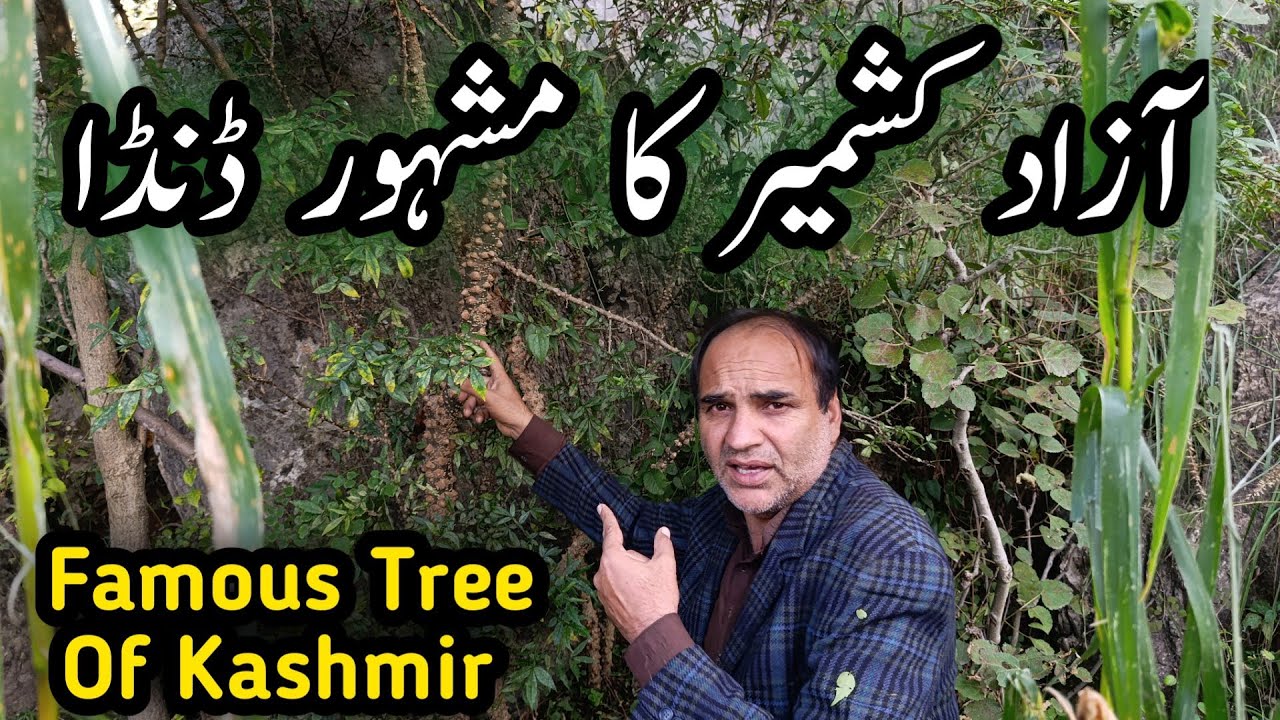 Famous Tamarind Tree of Azad Kashmir | Amazing Health & Cultural ...