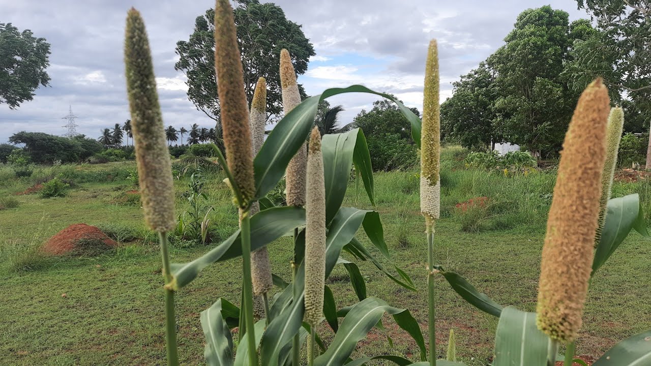 கம்பு // Kambu Plant // Millet - YouTube