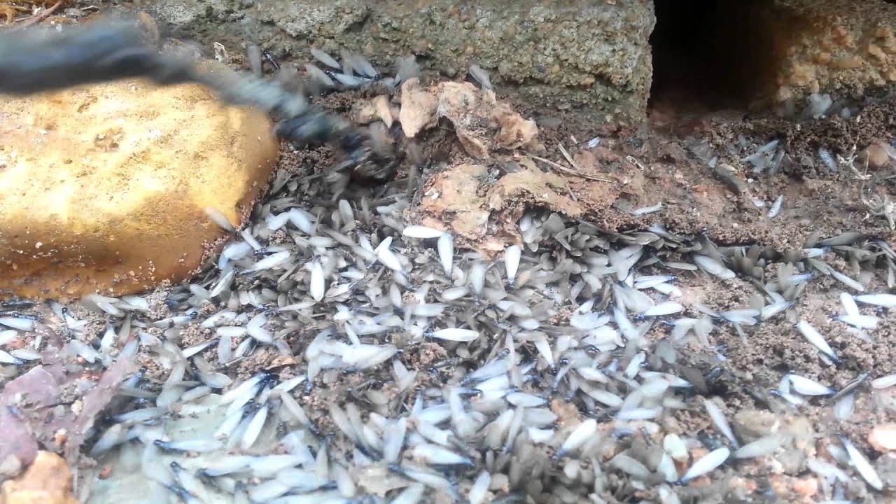 Subterranean Termites swarming - YouTube