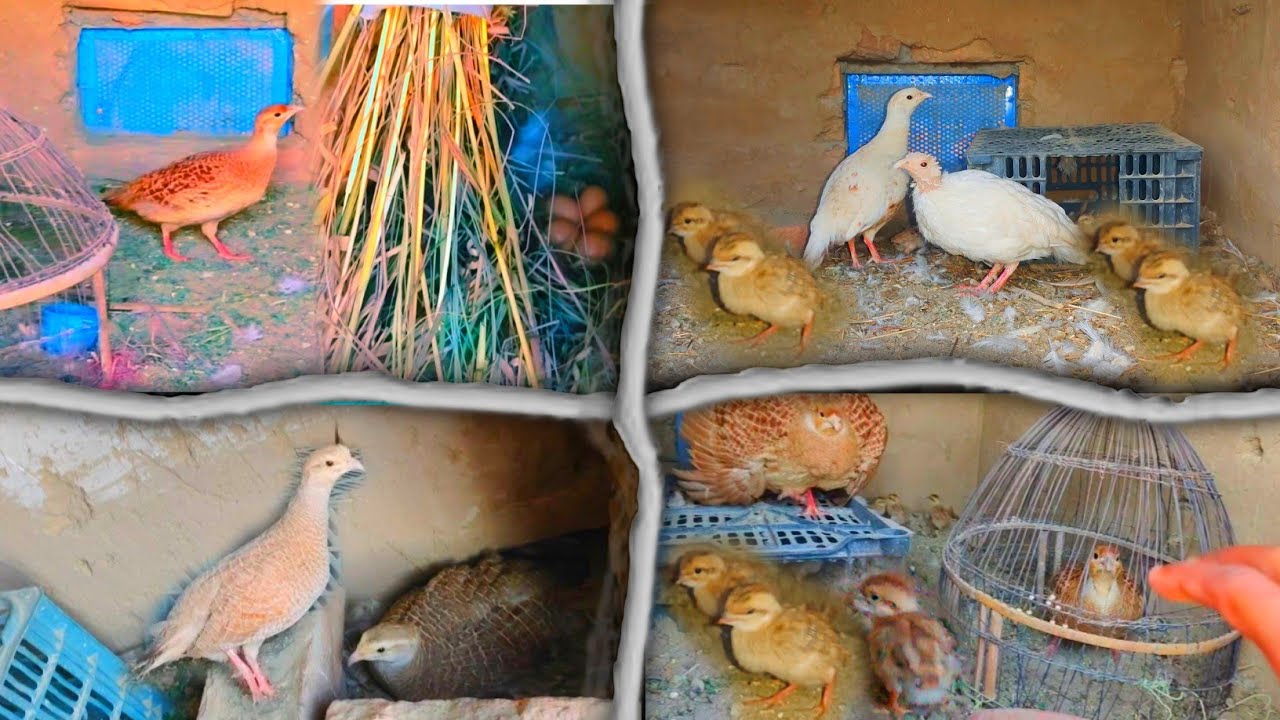 Teeter Farm Mn Teetar Chicks And Eggs Aana Start | Irani Teetar | Grey ...