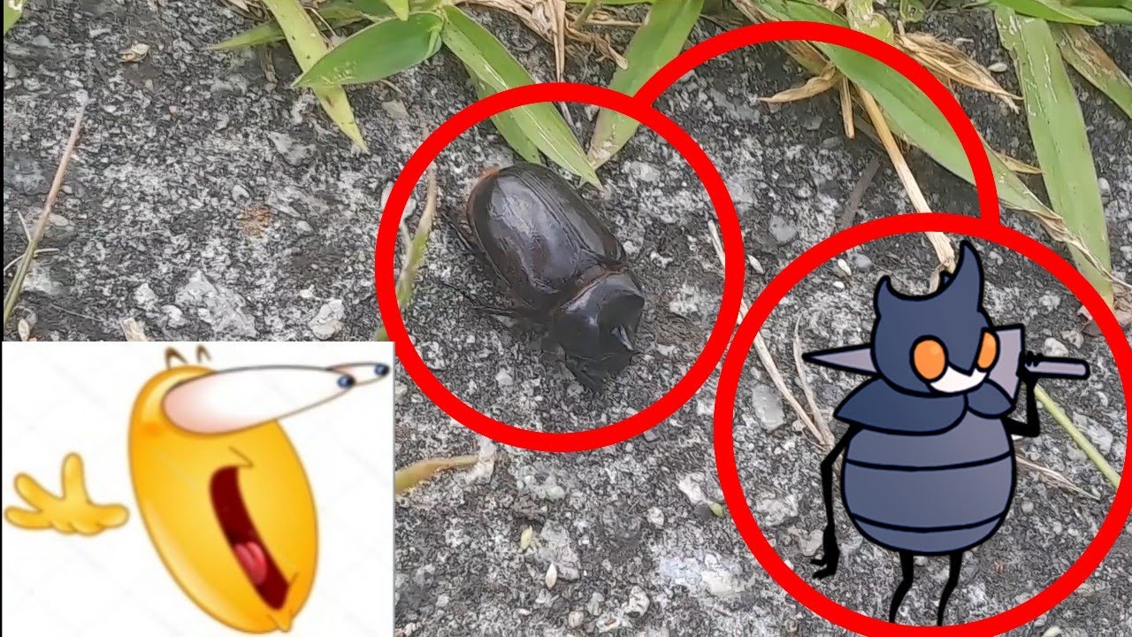 Found a Husk Sentry irl (in Brazil) - YouTube