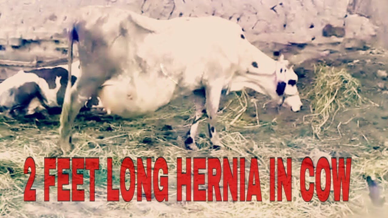 2 Feet long Hernia resulted by faulty dystokia in Cow Diagnosed by Vet ...