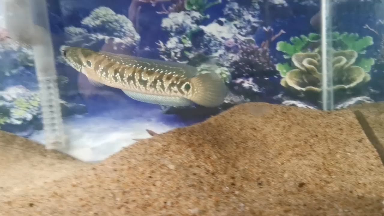 Training small Channa asiatica ws hungry - YouTube