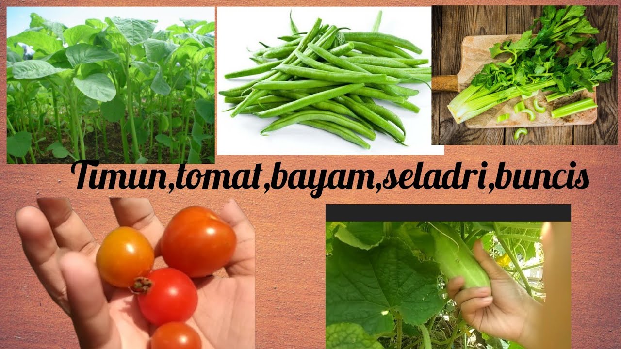 panen timun, tomat,bayam, seladri, buncis | panen di kebun sendiri ...