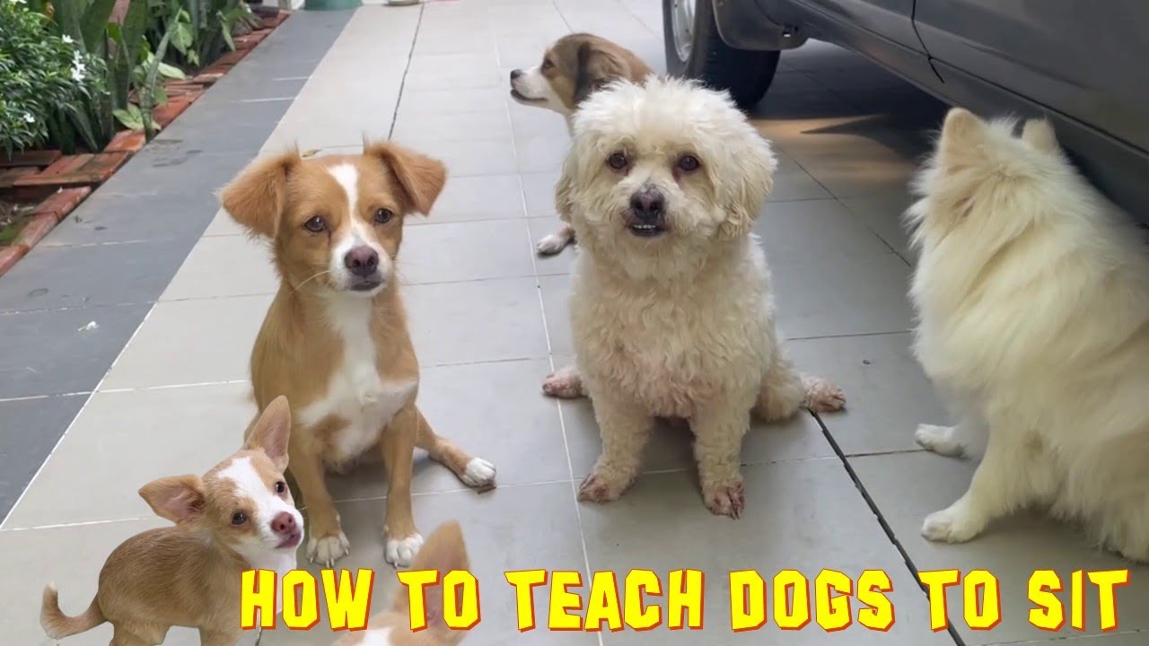 Funny and Cute puppies video compilation #How to teach your dog to sit ...