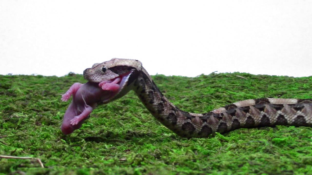Gaboon Viper Swallows Mouse! (WARNING:LIVE feeding!!) - YouTube