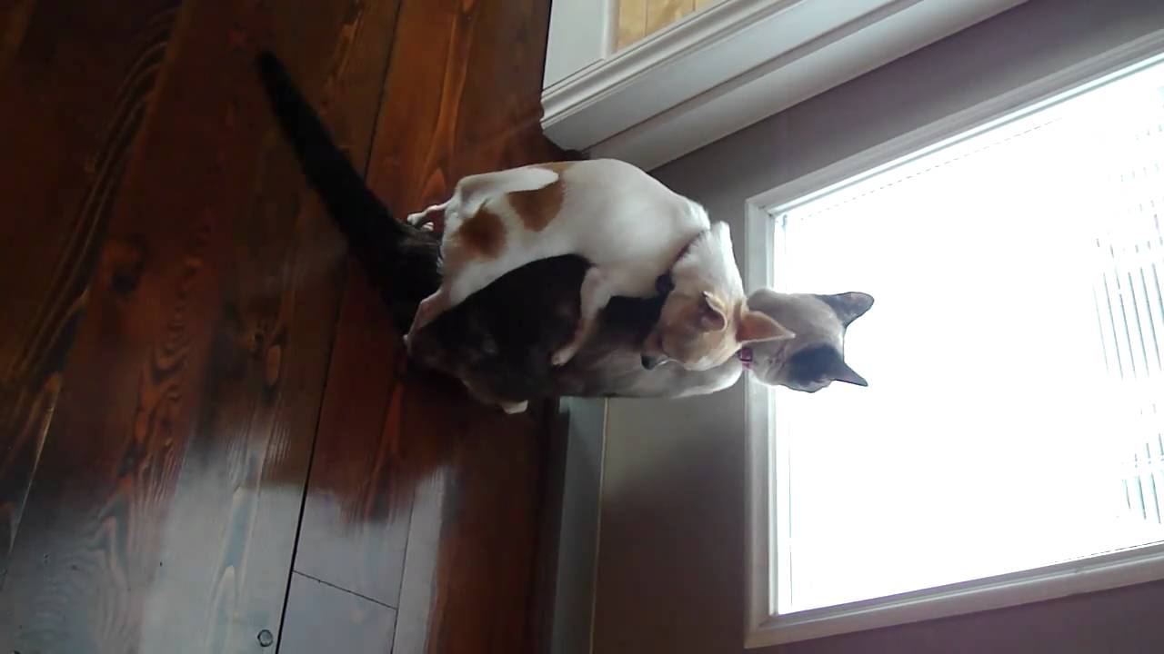 Cute Chihuahua Humps Cat In HD - YouTube
