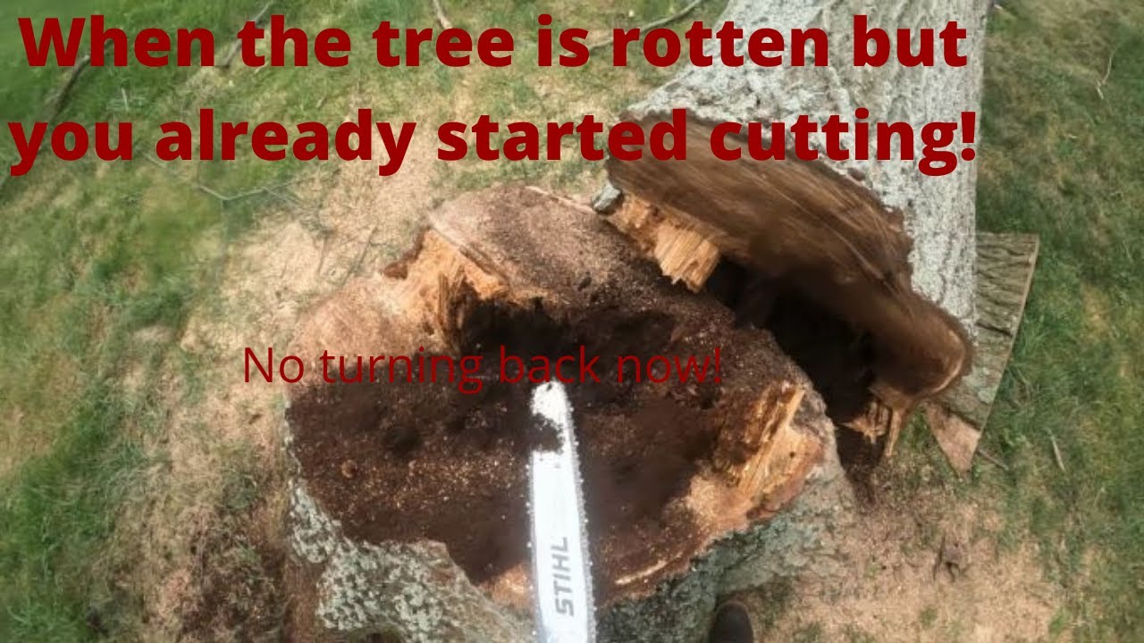 Falling a rotten oak tree - YouTube