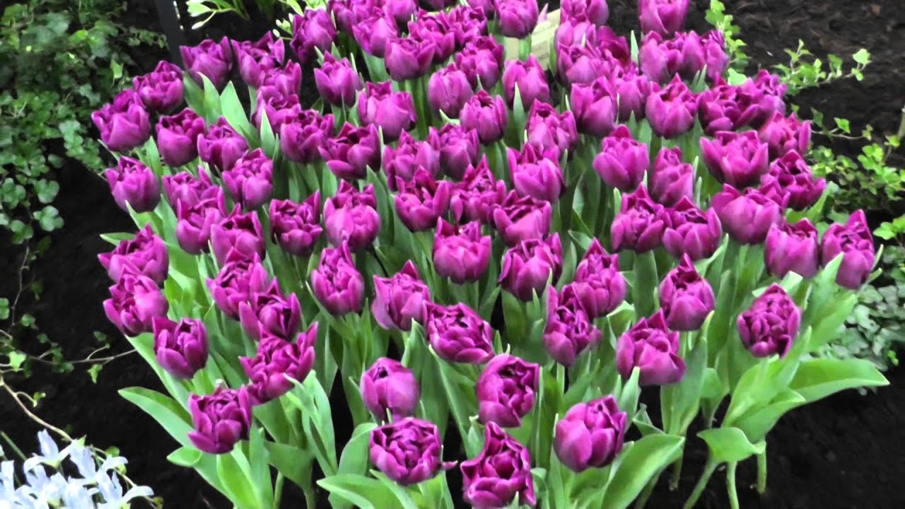Tulip "Showcase" - Beautiful Purple Tulips - DutchGrown.com - YouTube