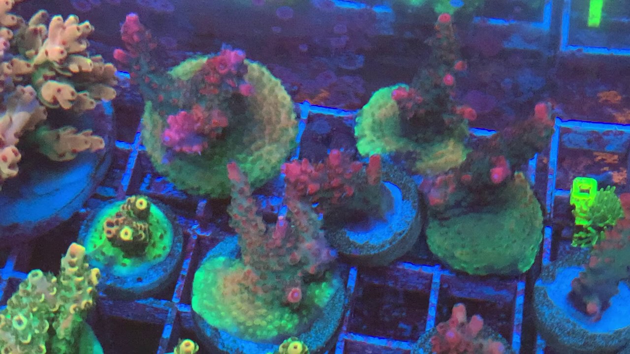 Red Robin Acro SPS Coral . Интернет магазин REEF EXCLUSIVE - YouTube