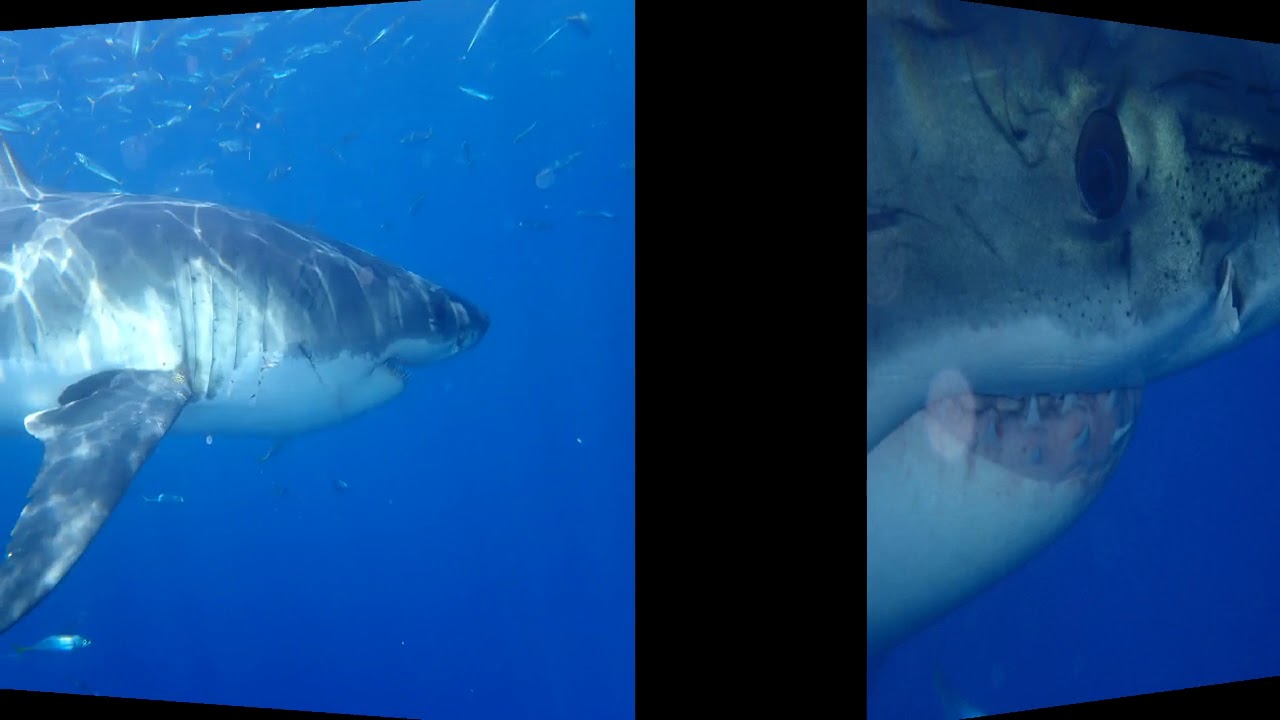 My Shark Week Slideshow 1 - YouTube