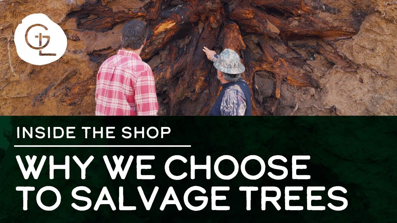 Why We Choose to Salvage Trees - YouTube