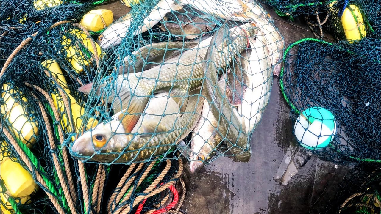 Really Amazing Traditional Way Of Fishing I Easiest Way Of Catching ...