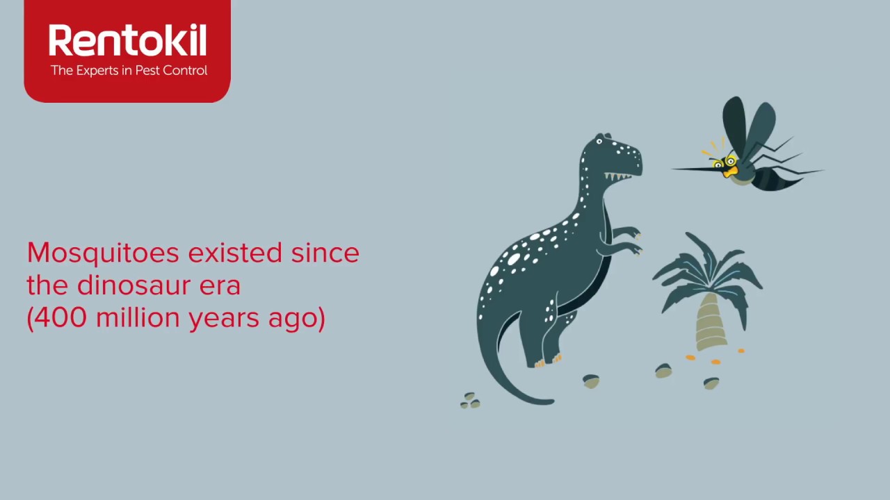 5 Interesting Facts About Mosquitoes | Rentokil Indonesia - YouTube