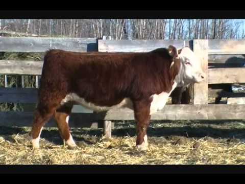 SHPH-12U-GRANDSLAM-38Y.wmv