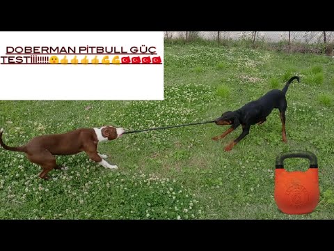 DOBERMAN PİTBULL GÜÇ TESTİİ.      RESMEN KÖPEK ÇİFTLİĞİNDEN HERKEZE MERHABALAR İYİ SEYİRLER