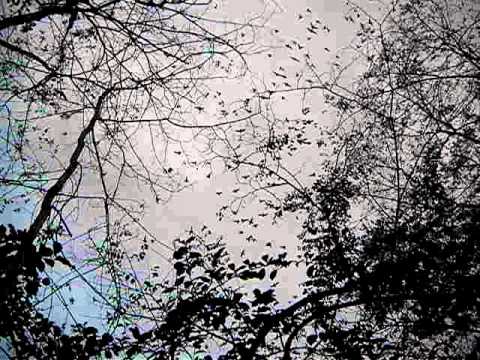 The Bat "Volcano" in Calakmul, Mexico - YouTube