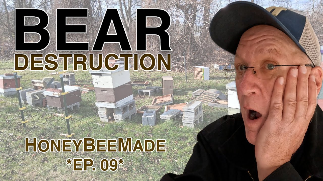 Beekeeping Business from Scratch - Bear Destruction - YouTube