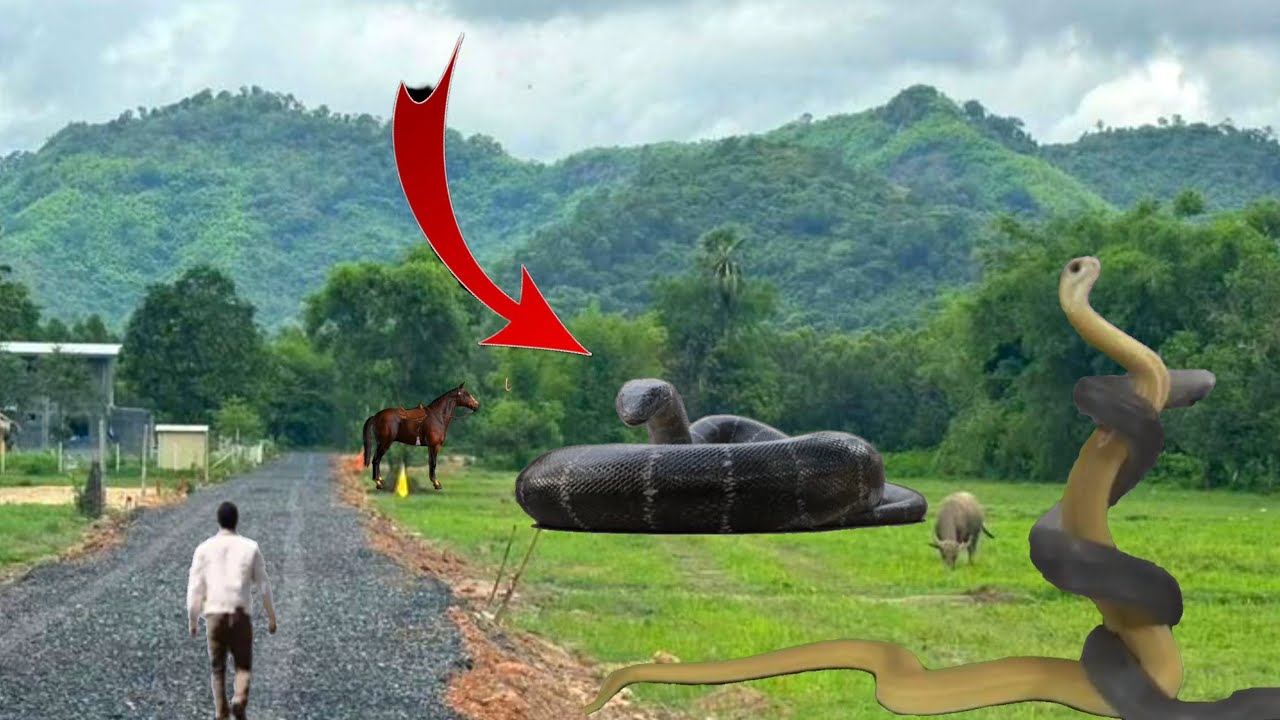 Anaconda Snake Chase in Jungle Video HD | Real Life Video जंगली ईलाका ...