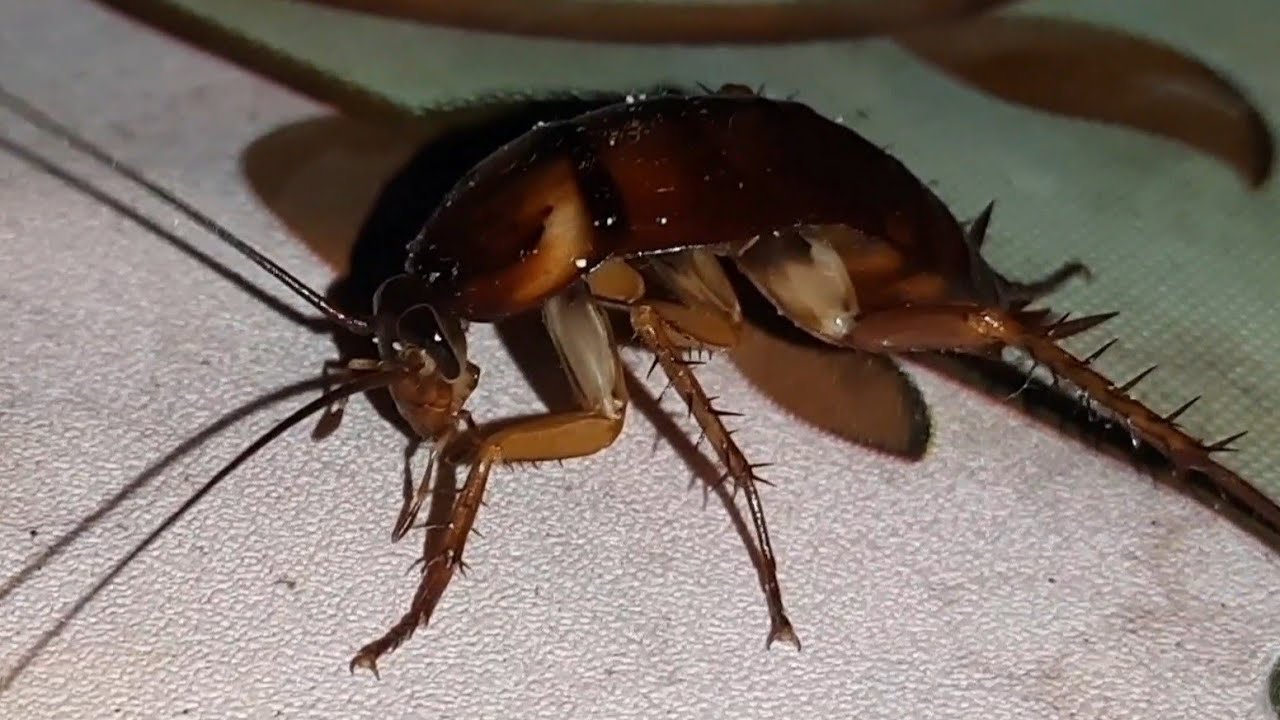 Roach eating something (The Insecta) CR - YouTube