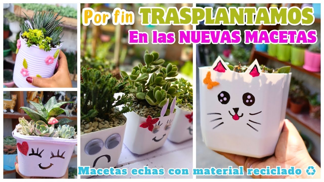 TRASPLANTADO SUCULENTAS EN MACETAS NUEVAS SIN HUECO DE DRENAJE ...