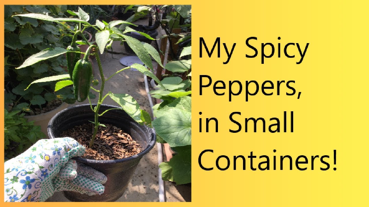 (Video 40) Cayenne Pepper In A 2-Gallon Container | Small-Space ...