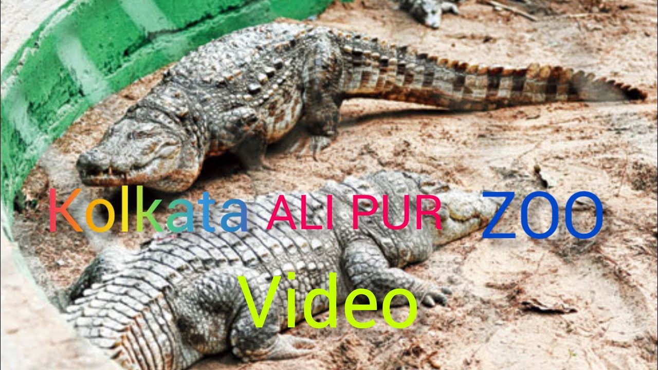 Kolkata/ ALi PUR ZOO Video#Rabiel VLOGS Channel YouTube channel 🐊🐊🐊🐊🐊🐊🐊 ...