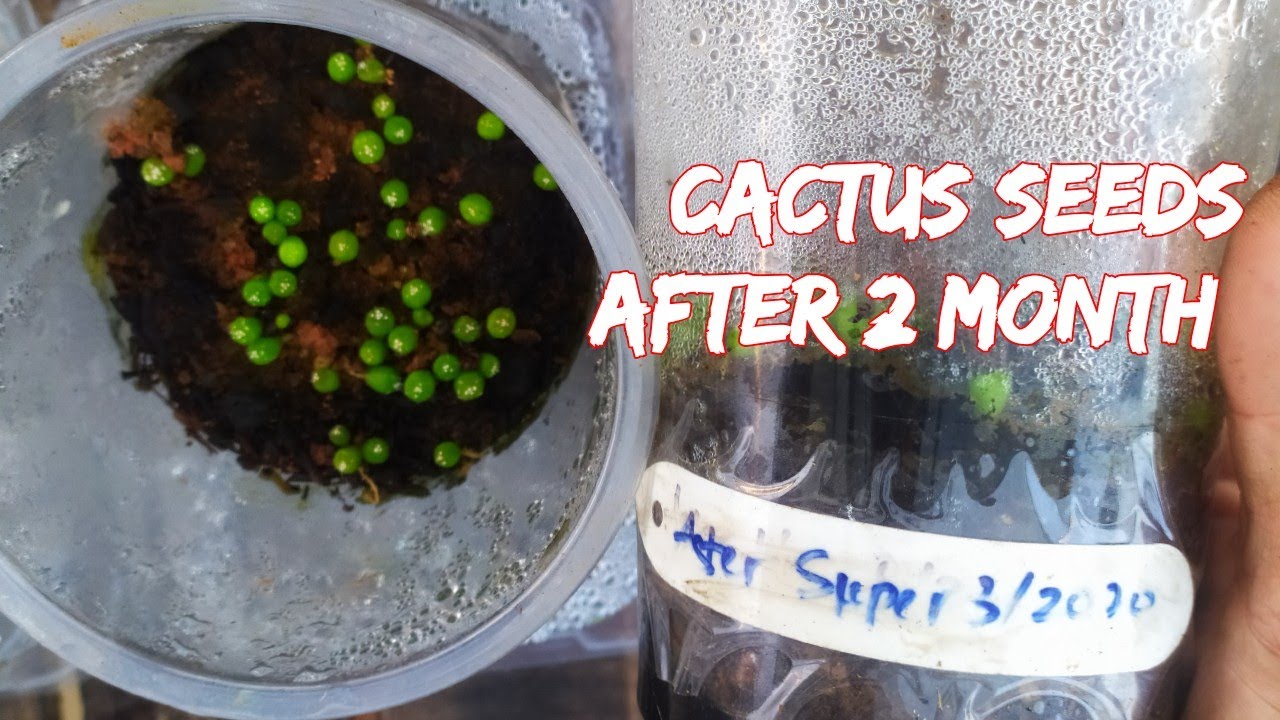 Cactus seeds after 2 month - Sau 2 tháng gieo xương rồng như thế nào ...