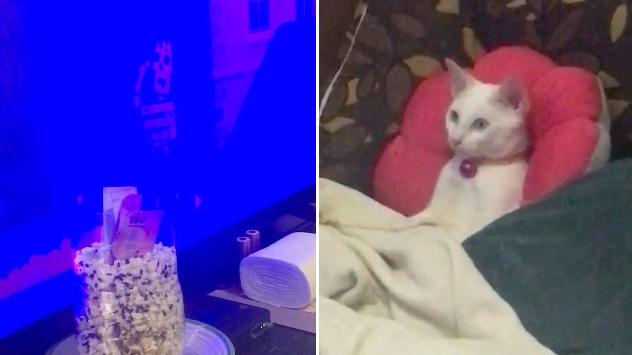 Pet Cat Transfixed Watching TV With 'Brother' - YouTube