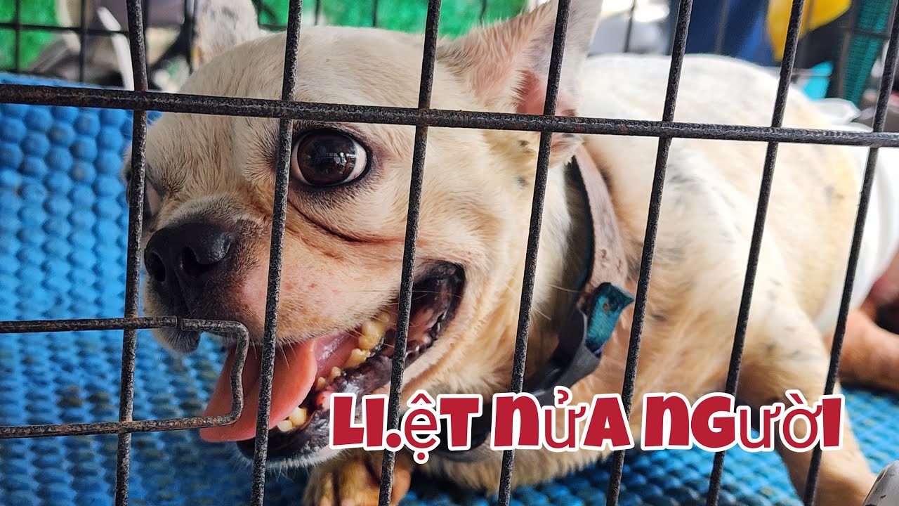 Bé Matcha - Xe tô.ng bị thương nặ.ng - YouTube