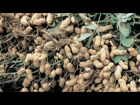 BT 32 Mungfali /Groundnut farming / Beautiful Farmer Life in Gujarat ...