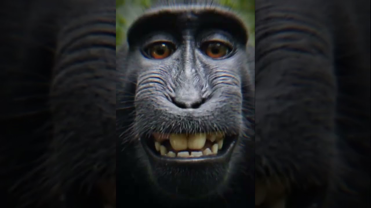 Monkey edit #shorts - YouTube