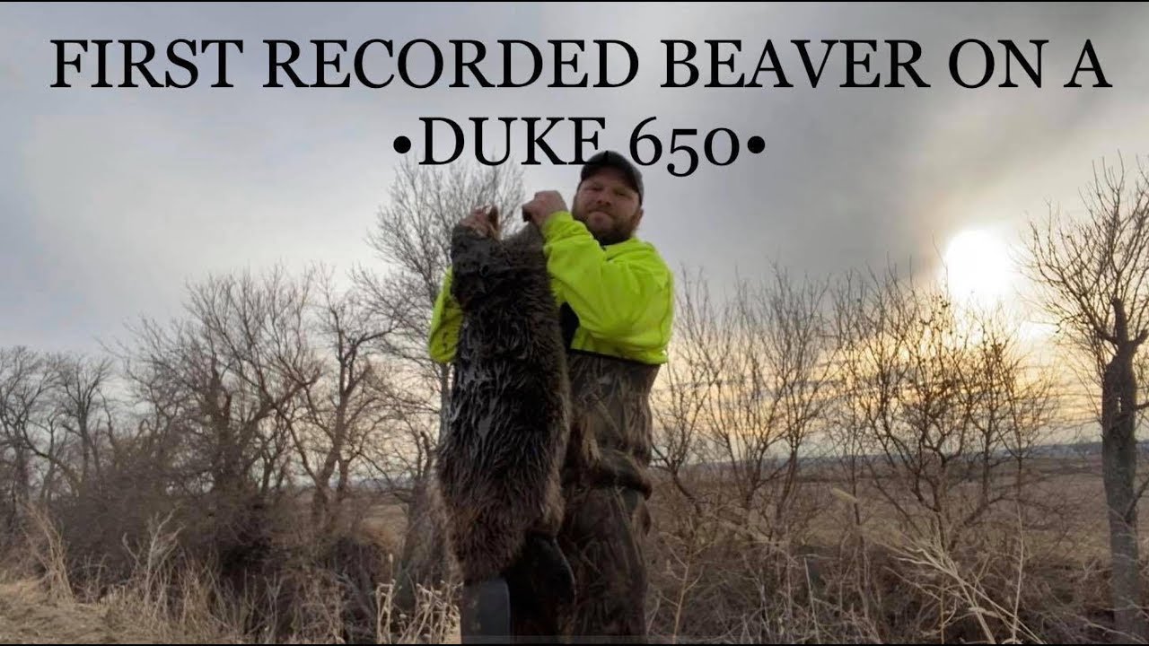 first beaver in new duke 650 “vlog 63" - YouTube