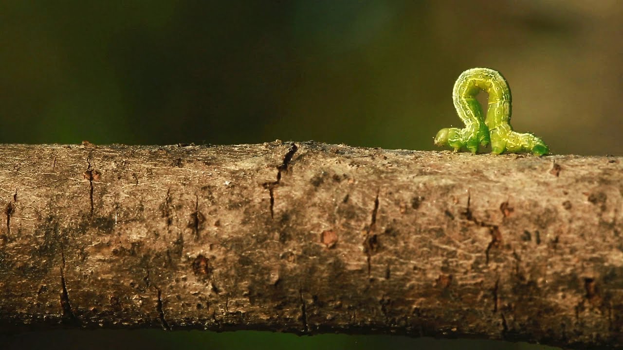 The Inchworm - YouTube