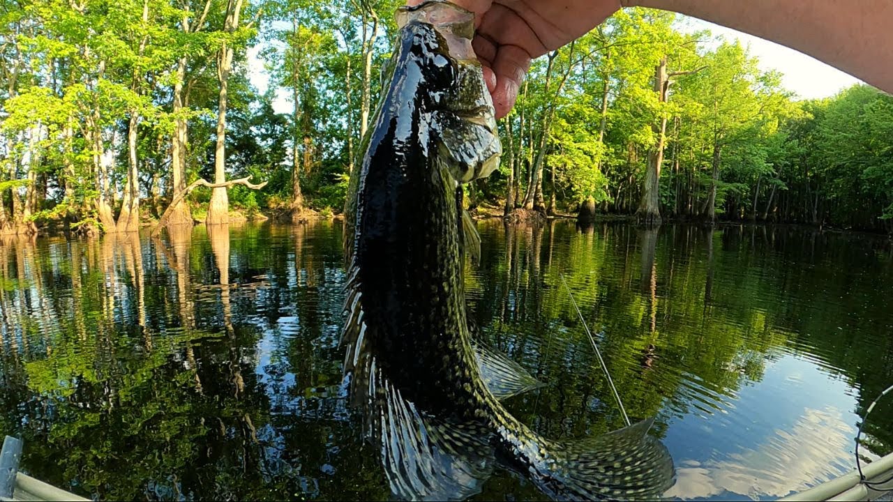 "Summer Crappie fishing in the Cypress and Tupelo swamps" - YouTube