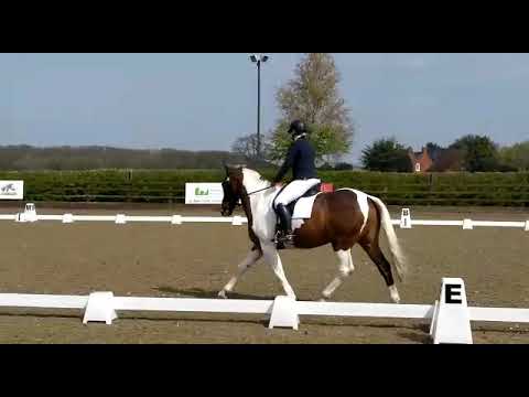 British Dressage Novice 27 2007 test - YouTube