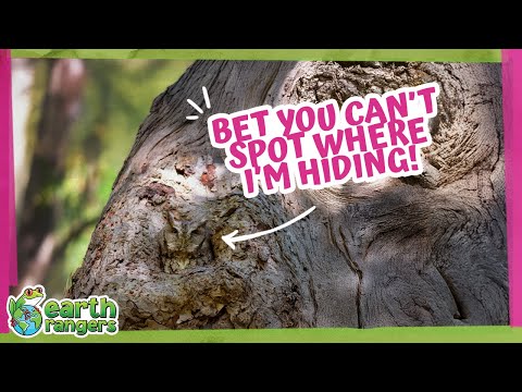 Find the Masters Of Camouflage — 5 Hidden Animal Challenge! 👀 | Earth Rangers