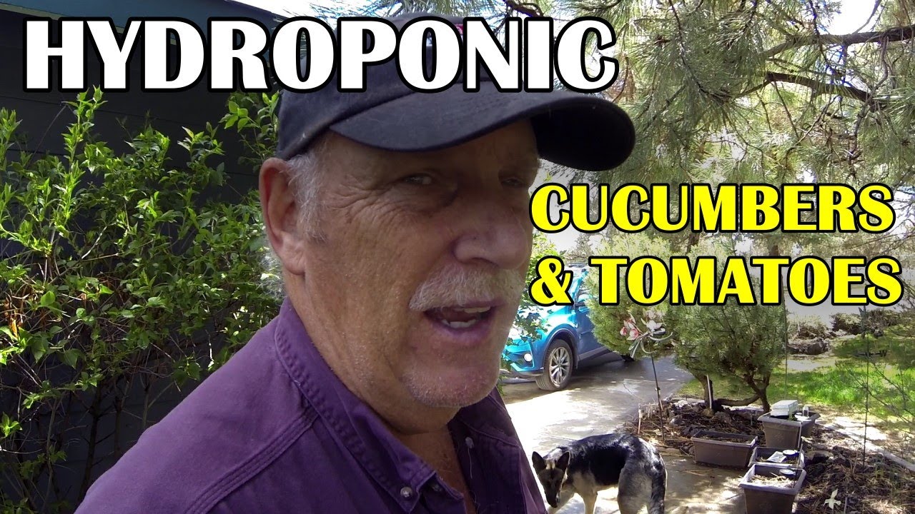 Cucumbers & Tomatoes In Dutch Bucket Hydroponic System, Weed & Feed ...