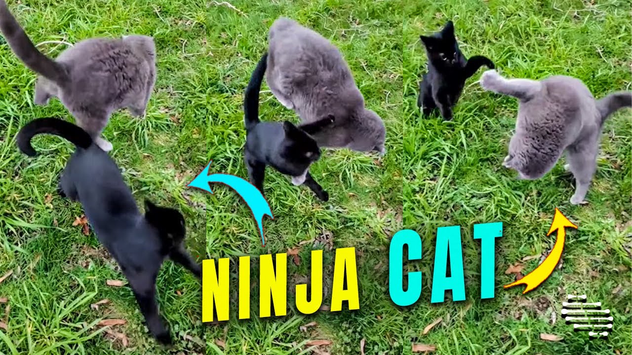 Ninja Cat Spins around Mid-Air Dodging Another - YouTube