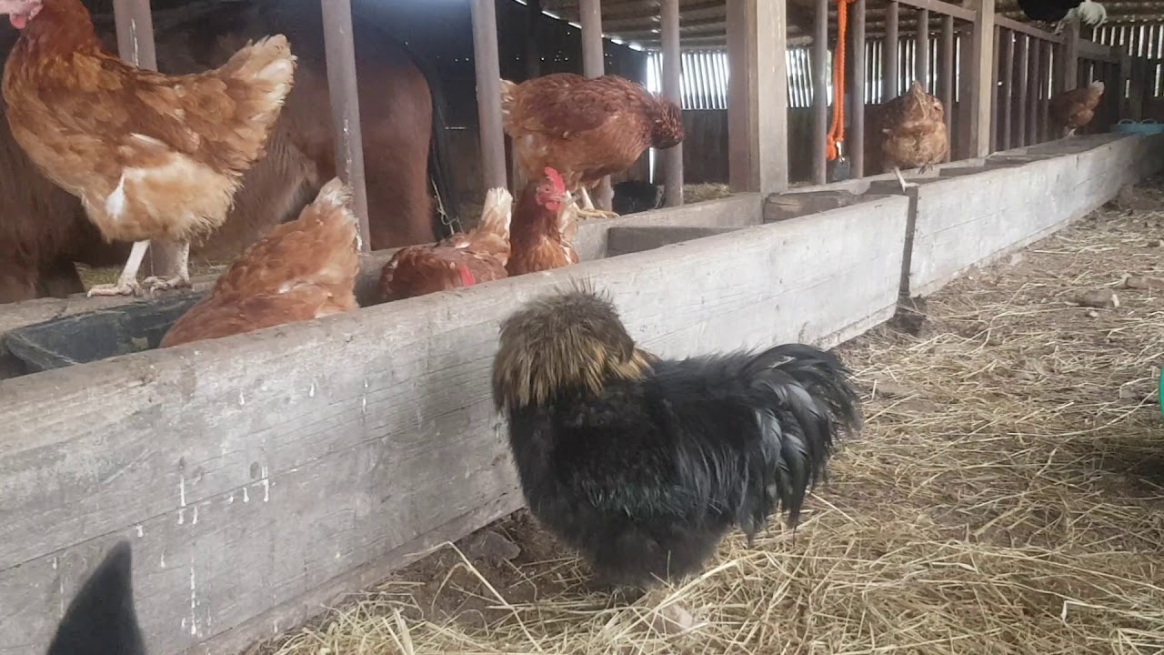 Roosters living together and last chance/week for Willow - YouTube