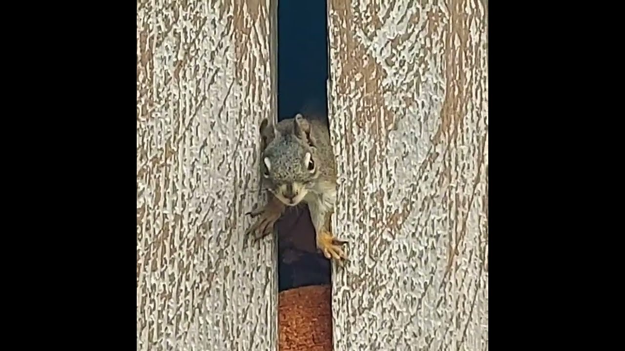 TAMING A WILD SQUIRREL, DAY 1 - YouTube
