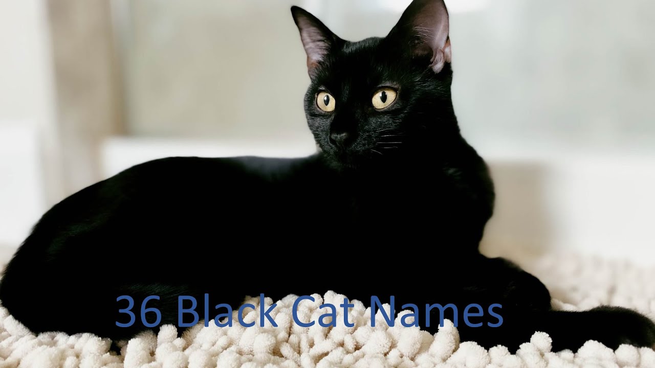 36 ADORABLE Black Cat Names 2021 | 18 MALE and 18 FEMALE Black Cat ...