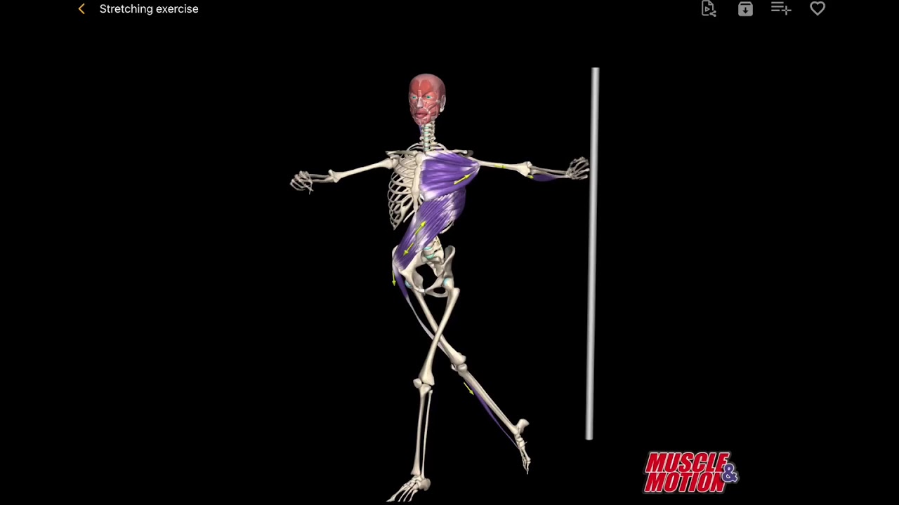 The Superficial Front Arm Line - YouTube