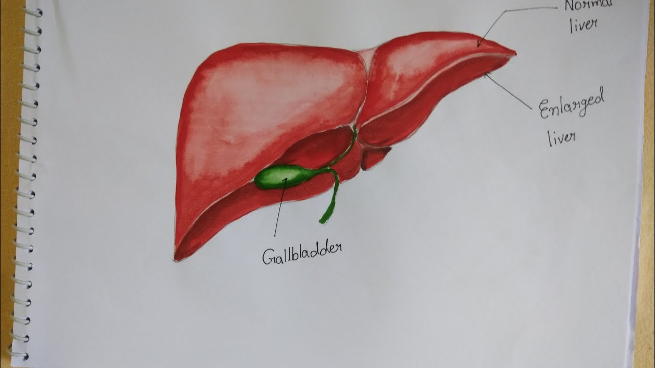 #Nidal_drawing. livar Drawing. drawing of liver. Liverpool. body parts ...